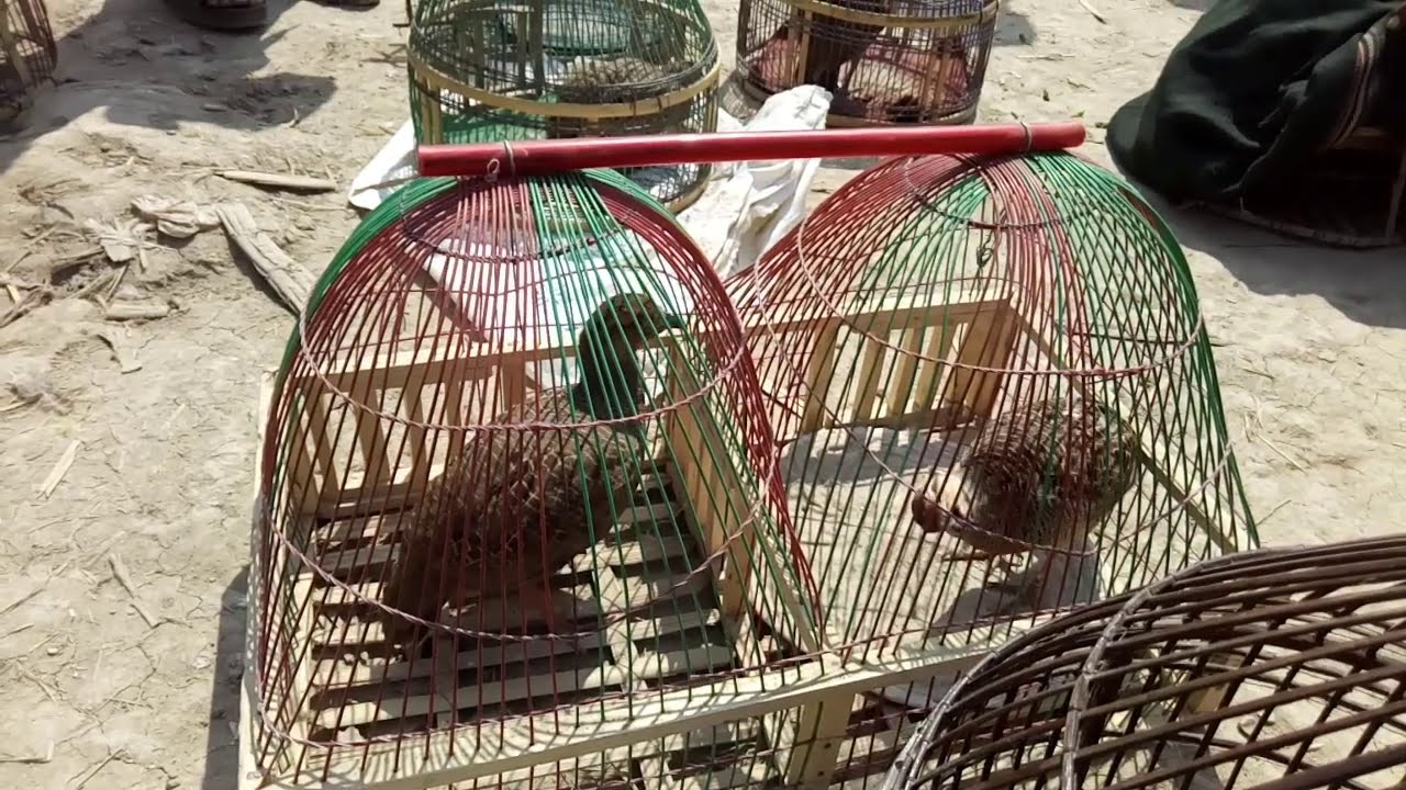 Partridge Teetar Mandi D.i.Khan ki titar mandi nar our mada - YouTube