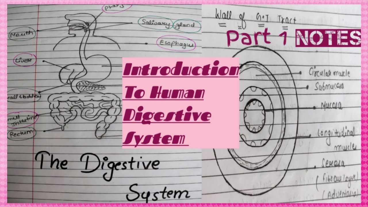 Notes of Introduction To Digestive System. (Anatomy and physiology ...