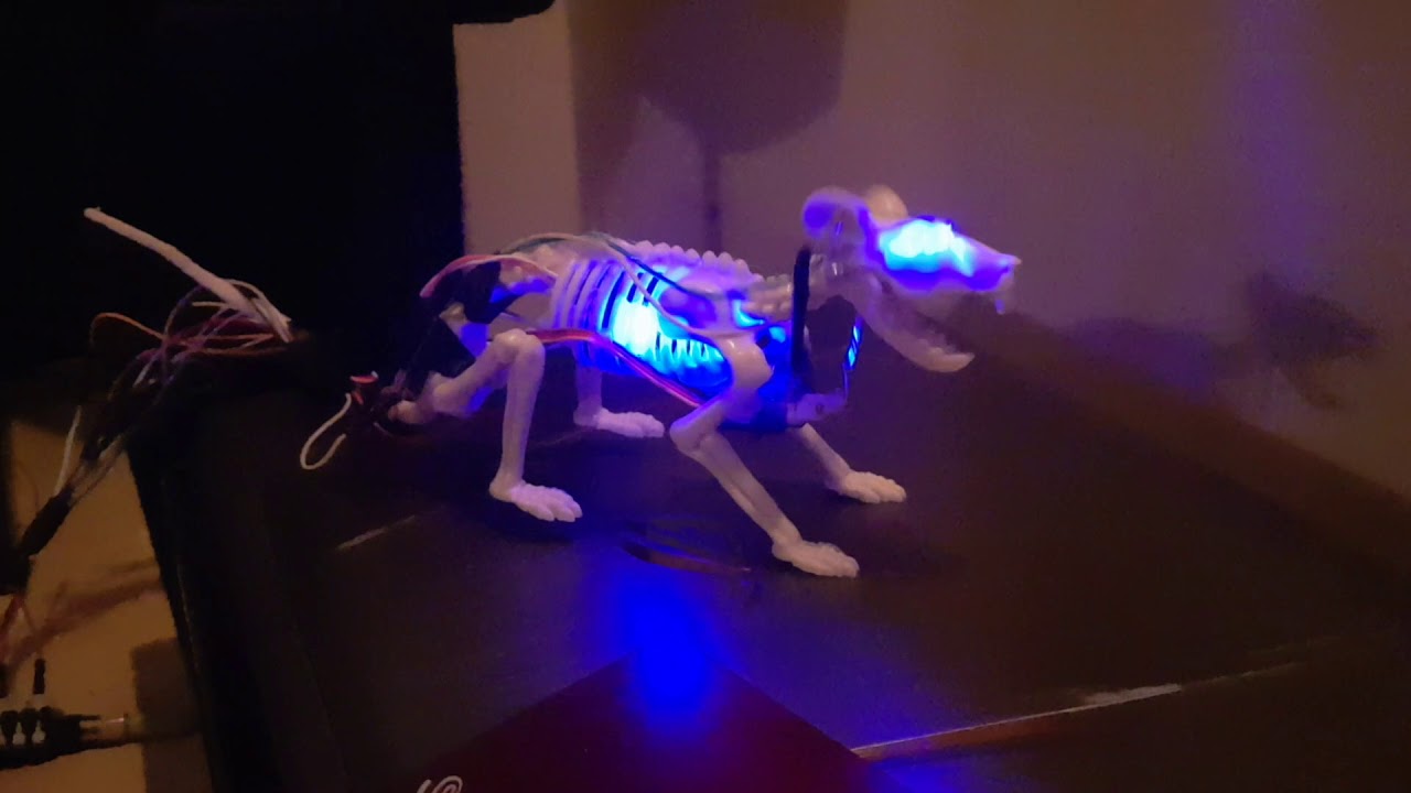 arduino powered animatronic Electro rat - YouTube