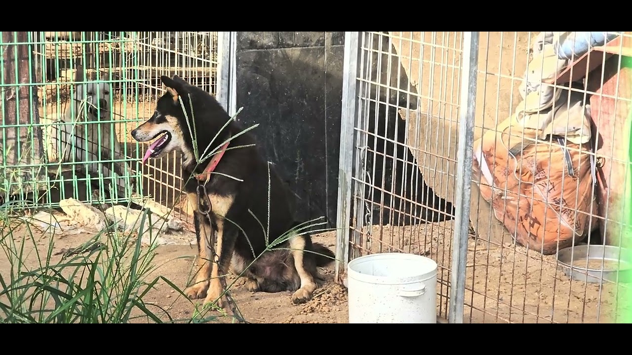 수탄이와 명진이 그리고 귀향이 - YouTube