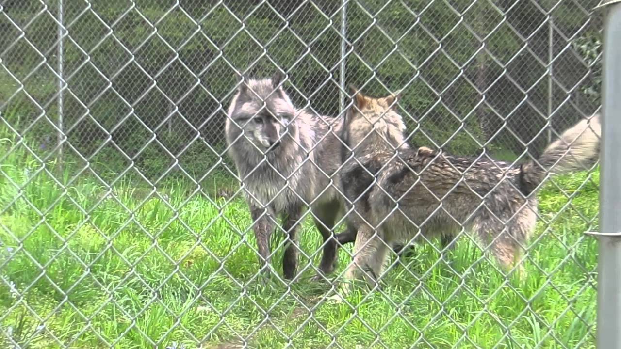 Sibling wolfdogs meet new Wolf Haven resident - male wolfdog - YouTube