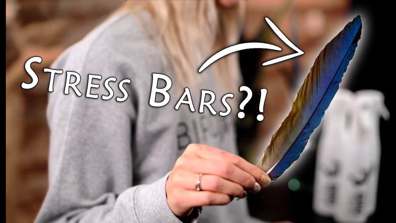 What Your Parrot's Feathers Can Tell You | All About Molting in Birds ...