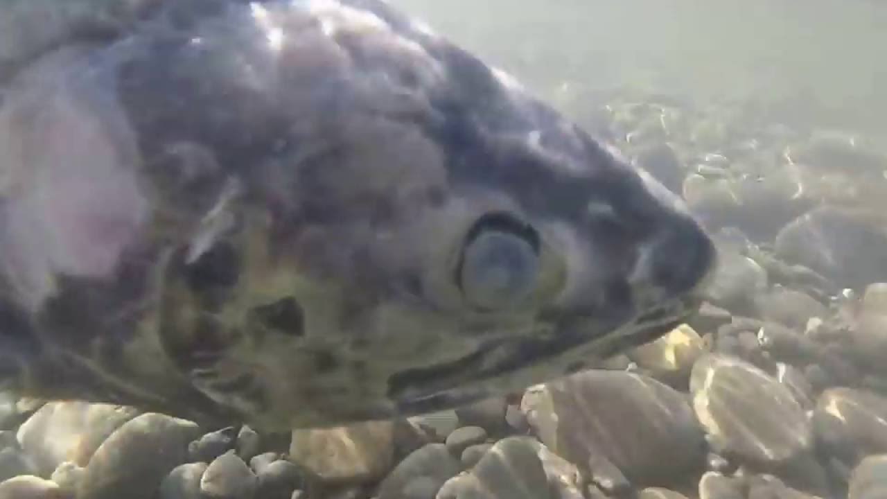 A spawned out Salmon.. - YouTube