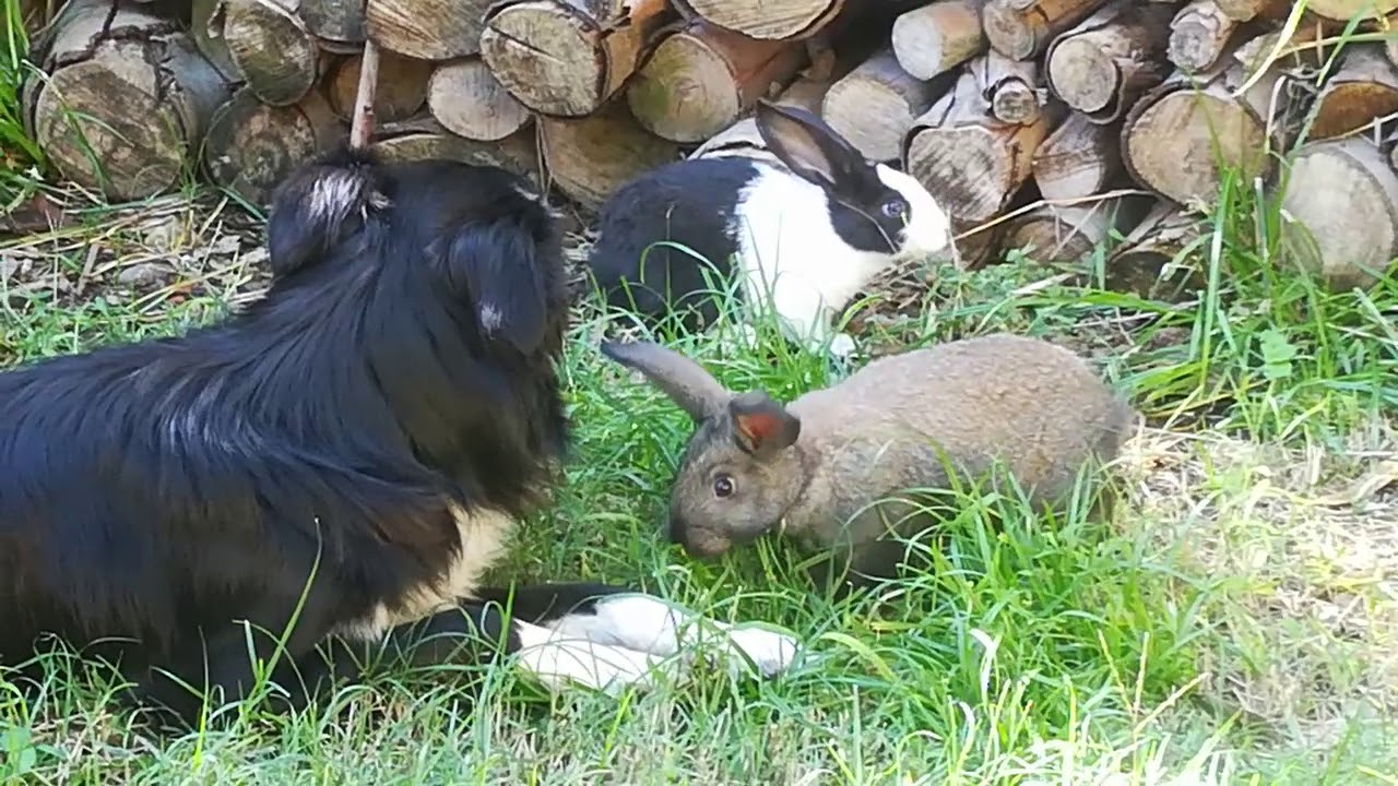 Oliver e Vitellozzo - YouTube