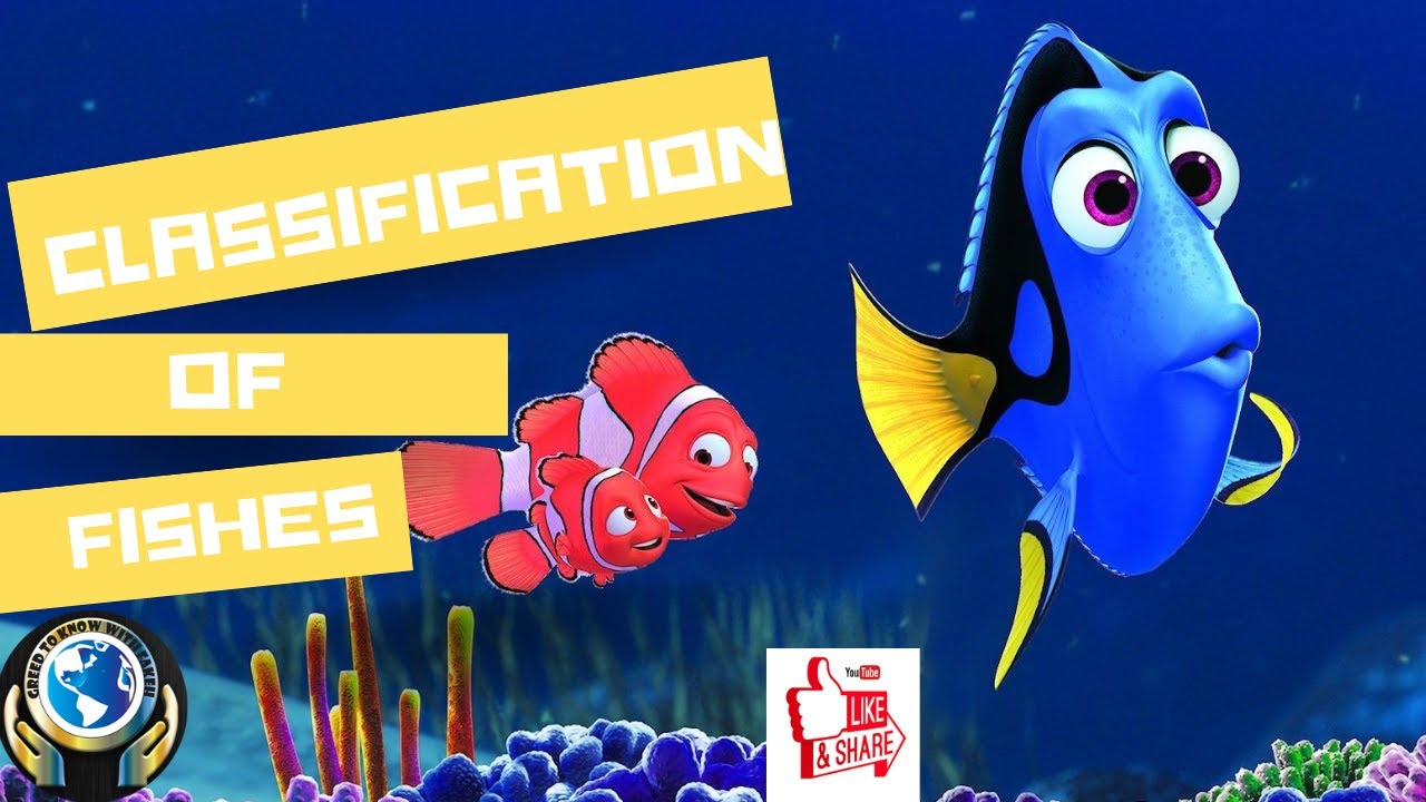 Classification Of Fishes | On the basis of Body shape and function # ...