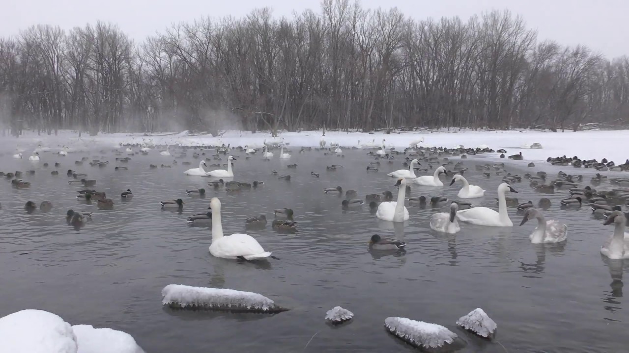 Look At What Happens To Animals In A Polar Vortex YouTube look-at-what-happens-to-animals-in-a-polar-vortex-youtube