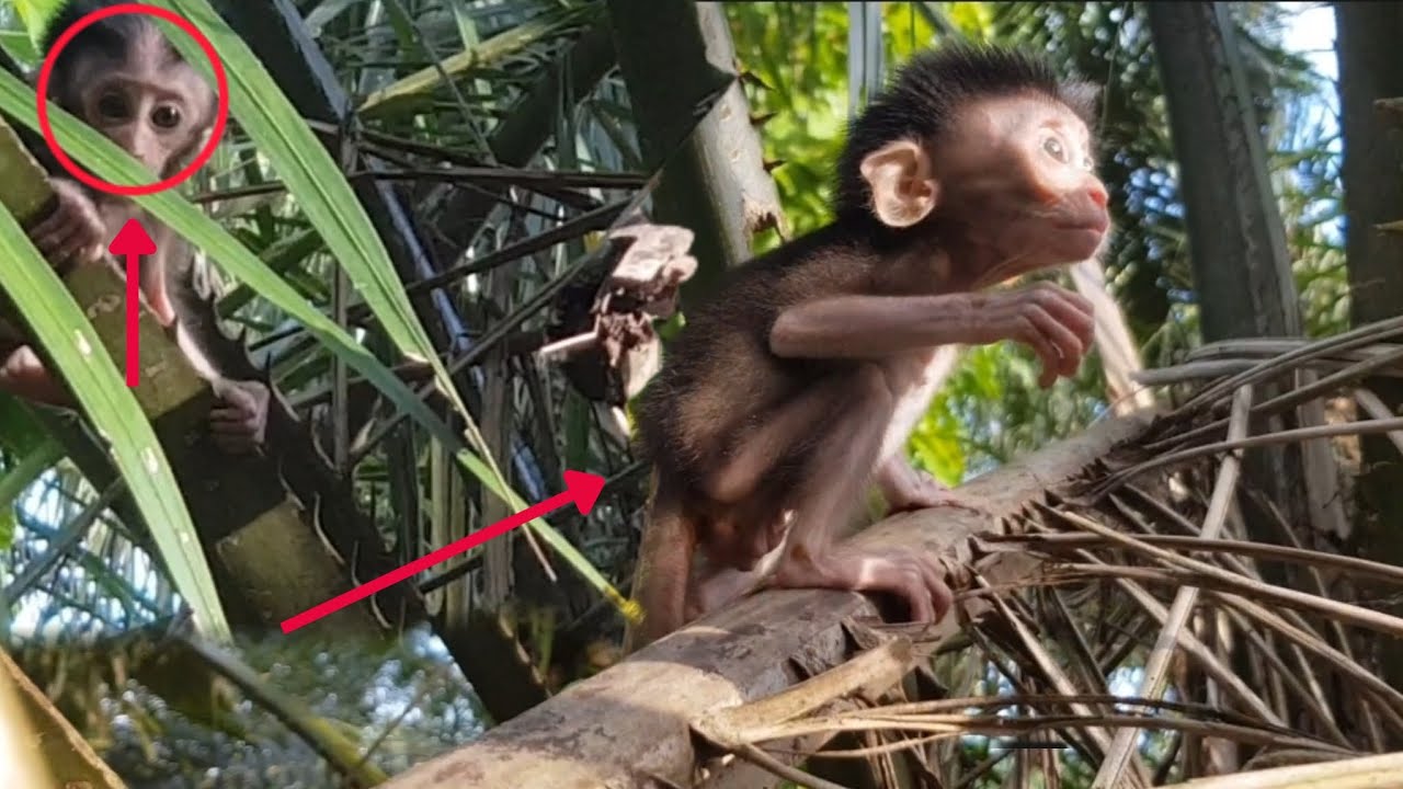 See!!. The pooor Baby Monkey was starving in the tree, I came to Give ...