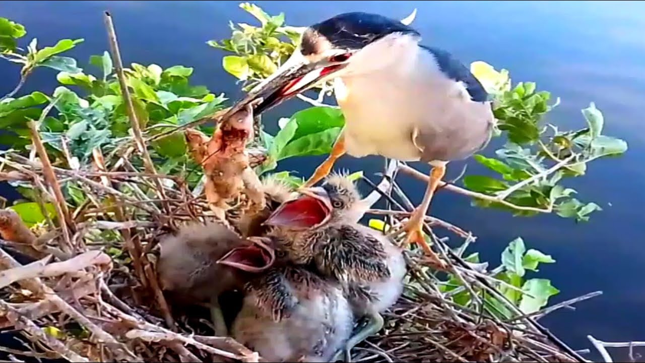 Black crowned bird tries to bite a fish to feed its chicks - YouTube