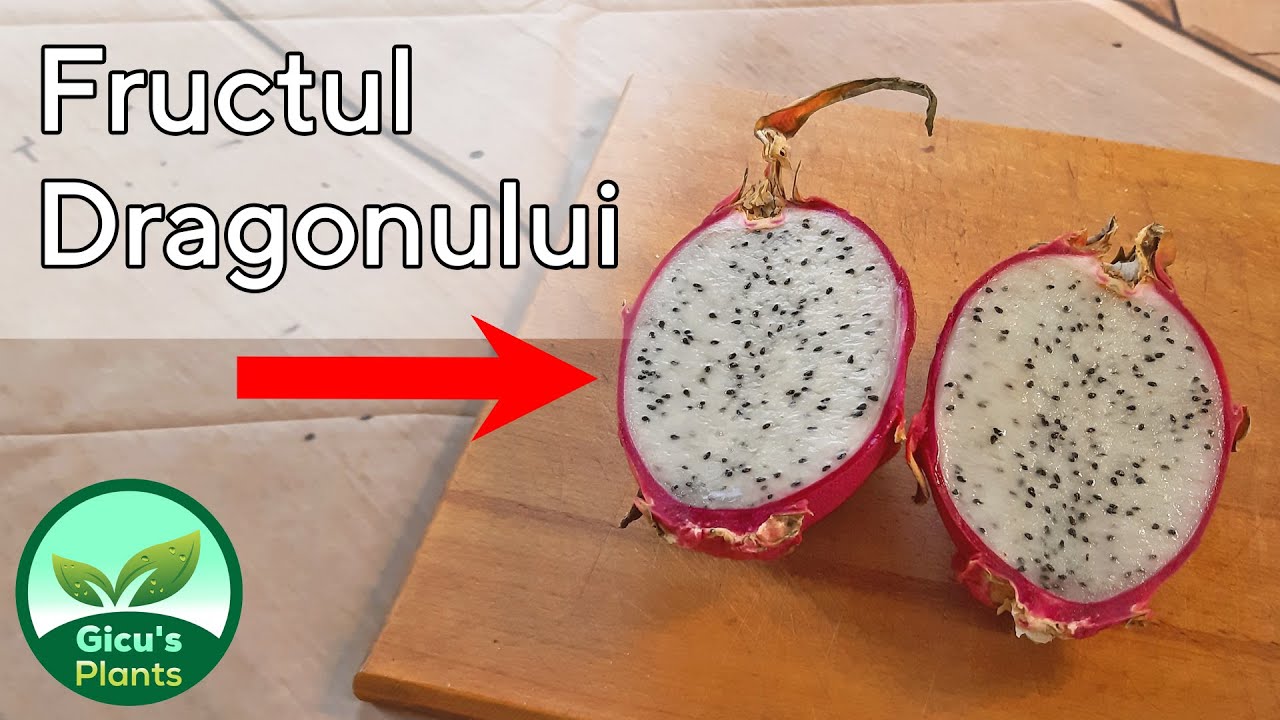 Incerc sa plantez Fructul Dragonului din seminte - YouTube