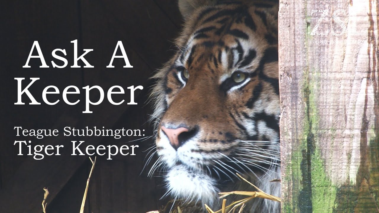 Ask A Keeper - Tigers - YouTube