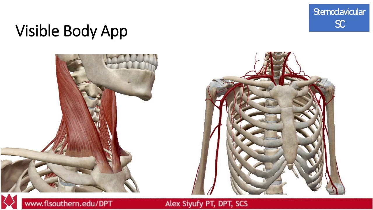 SC joint mechanics Kines 7120 - YouTube