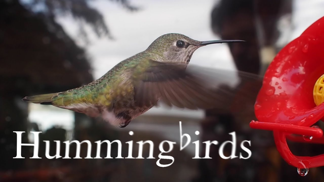 Hummingbirds! Close up and personal with their unique sounds ...