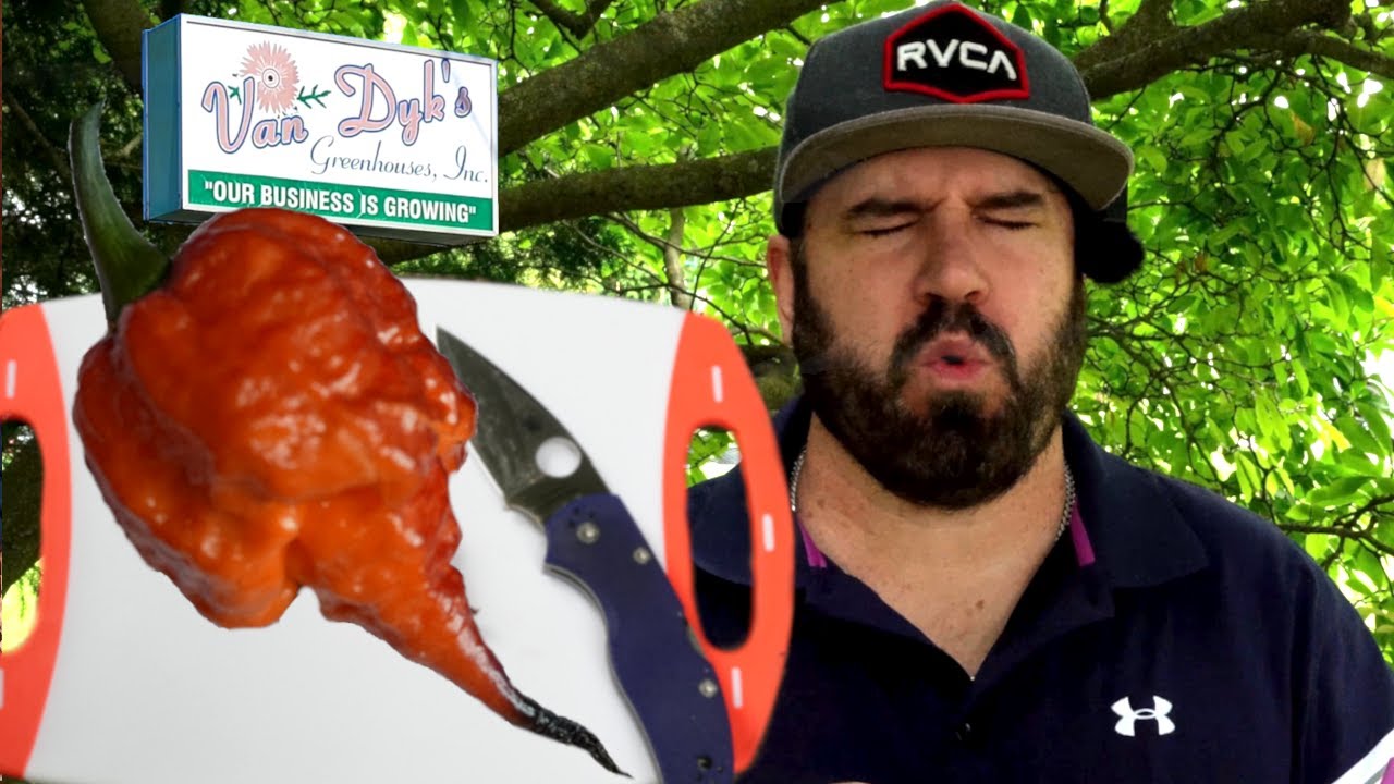 Orange Gator Jigsaw Pepper - YouTube