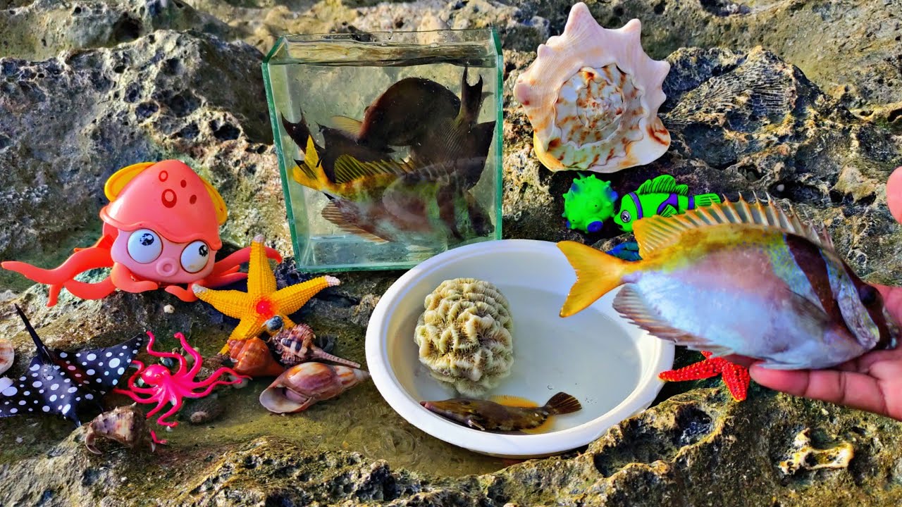 Menemukan Kelomang Super Raksasa,Ikan Hias laut,Bintang laut Besar ...