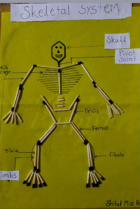 skeletal system model science - YouTube