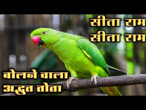 Shock: Unbelievable Parrot Sounds Uncovered - YouTube