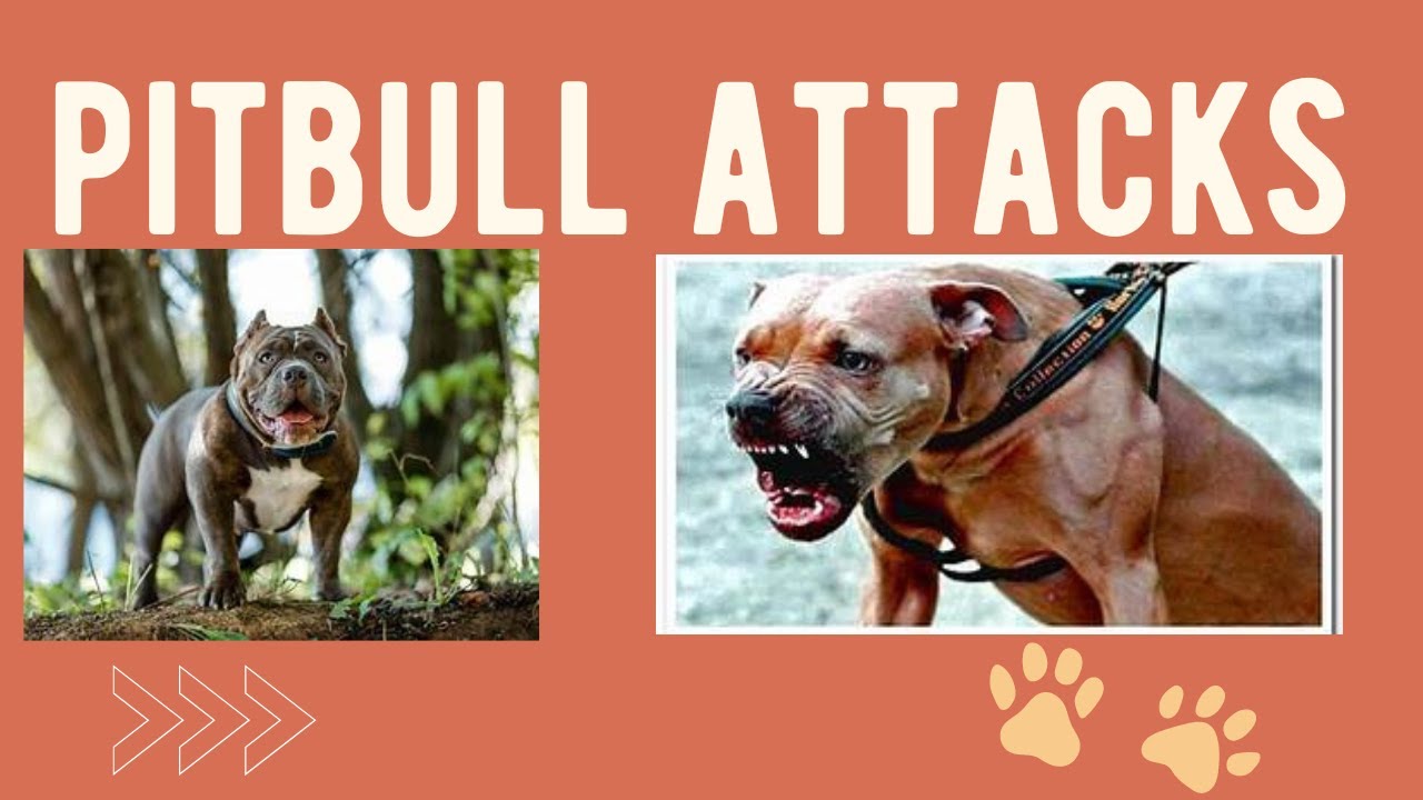 aggressive pitbull dog 's attack humans #pitbull #aggressive #dogfight ...