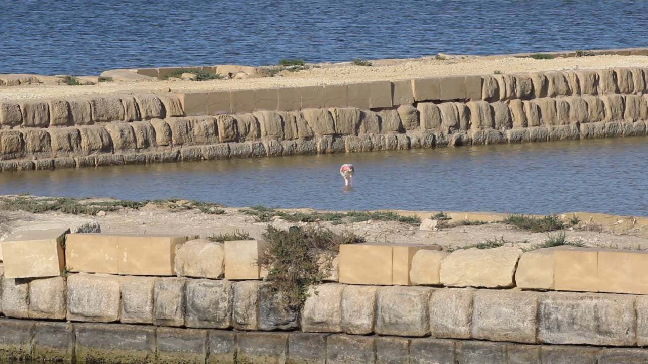 Flamingo - Malta 09/06/16 - YouTube