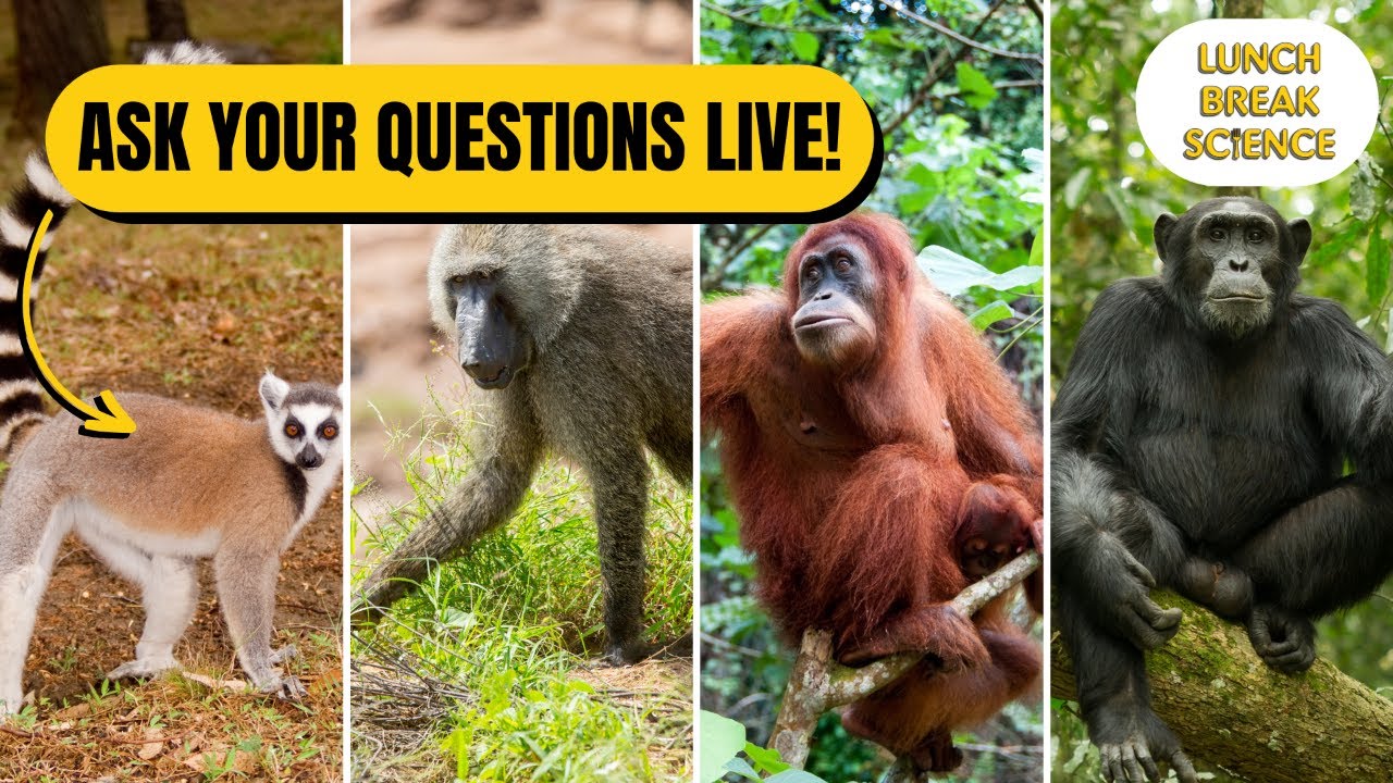 Apes, Monkeys, and More! Your Questions Answered - YouTube