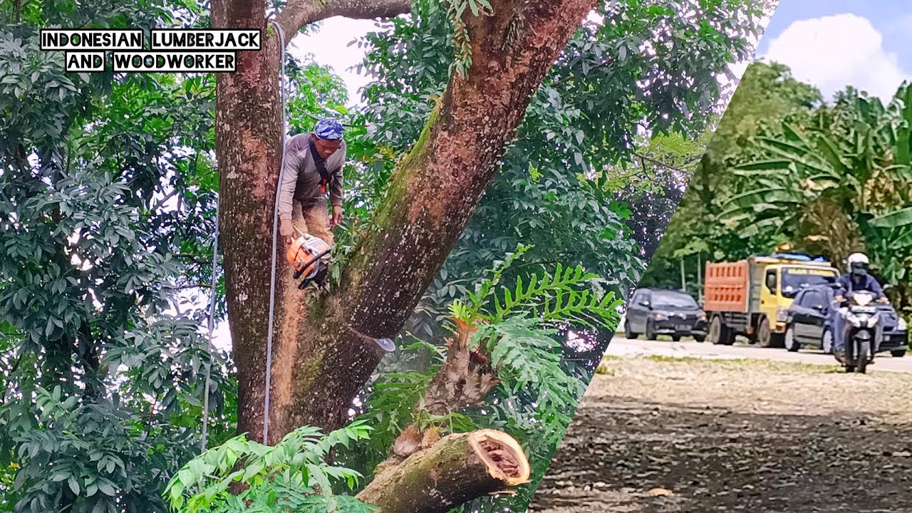 RUWET !! Proses Penebangan pohon di pinggir jalan, Tumbangnya di ...