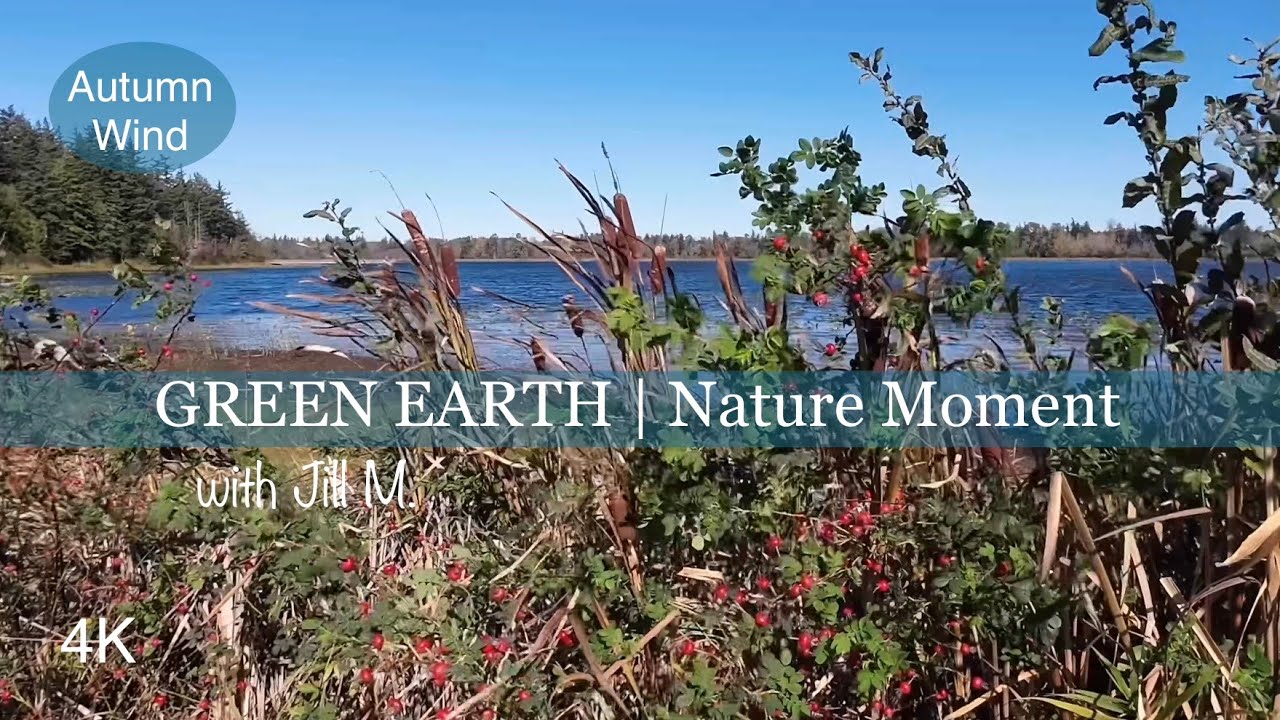 Nature Soundscape: Autumn Wind on the Lake - YouTube