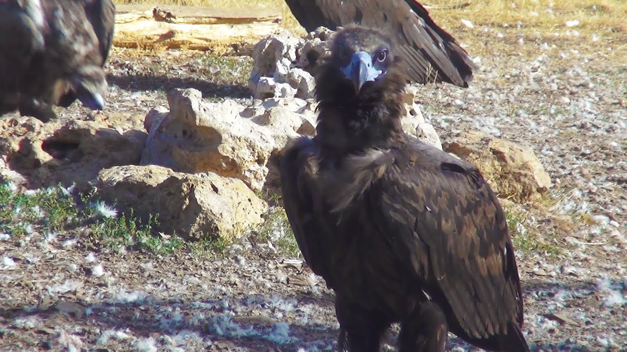 EL BUITRE NEGRO. SIERRA DE LA DEMANDA. BURGOS - YouTube