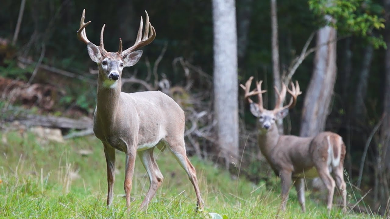 Whitetail Archery Hunt 2013 - YouTube
