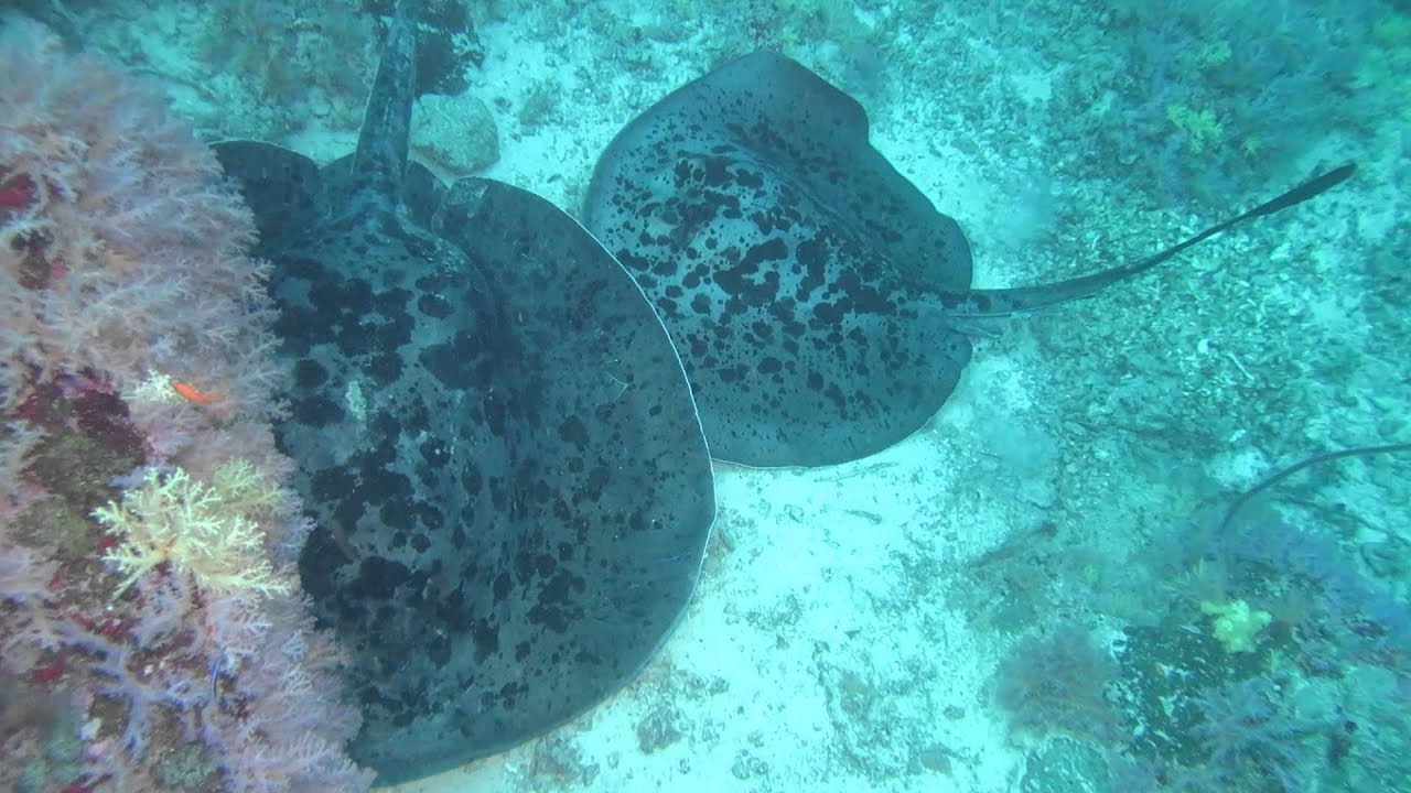 Marbled Stingray @ Similan islands - YouTube