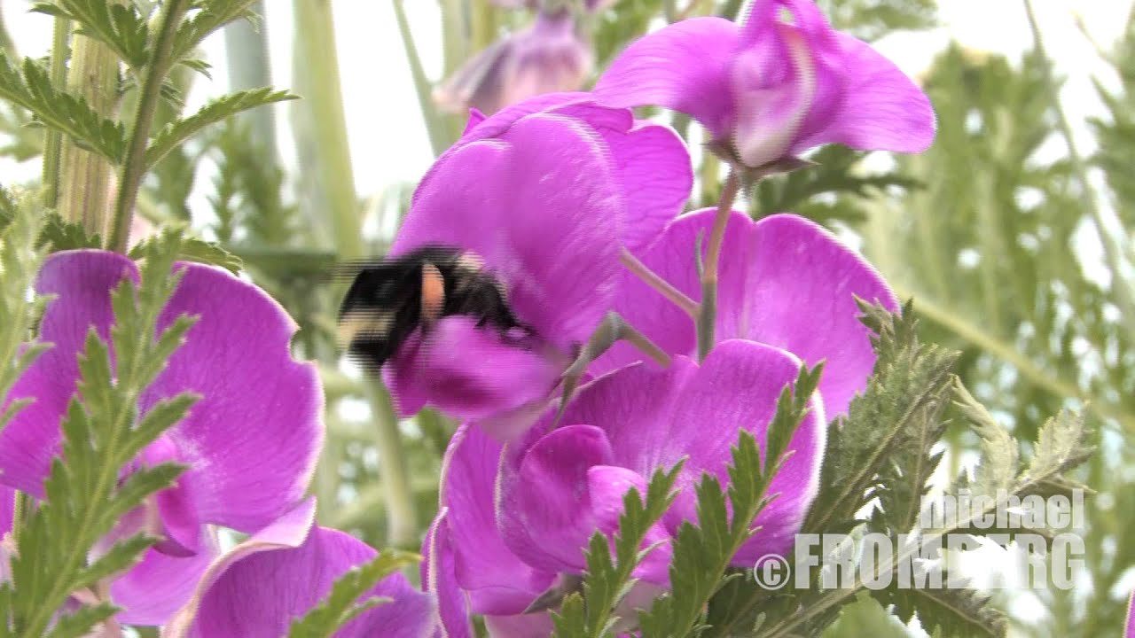Canadian Wild Bee & Sweet Pea Flower - Michael Fromberg - YouTube