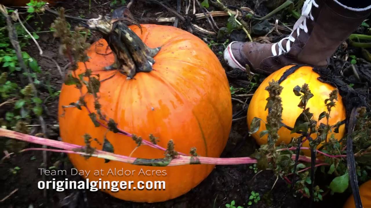 Original Ginger Team Day at Aldor Acres Family Farm - YouTube