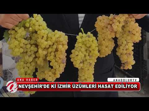 NEVŞEHİR’DE Kİ İZMİR ÜZÜMLERİ HASAT EDİLİYOR