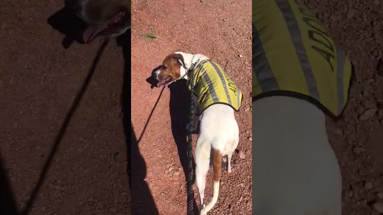 Video of adoptable pet named Jax - YouTube