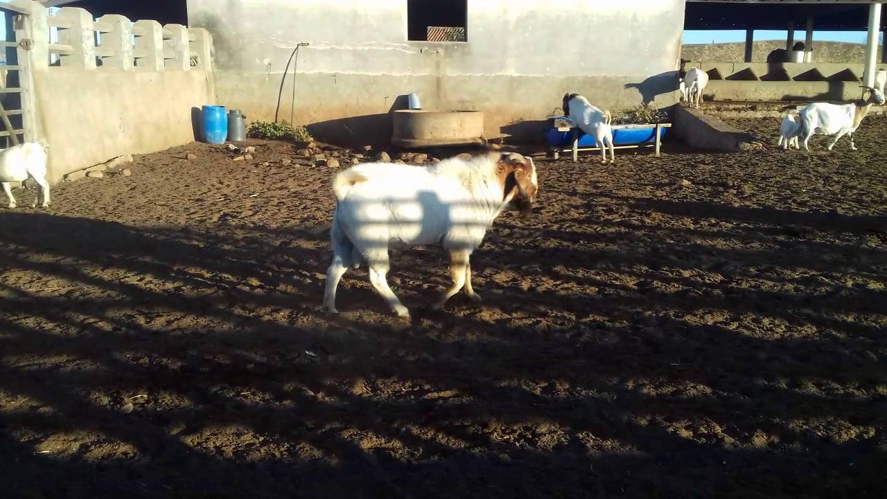 Venda de bode boer - YouTube