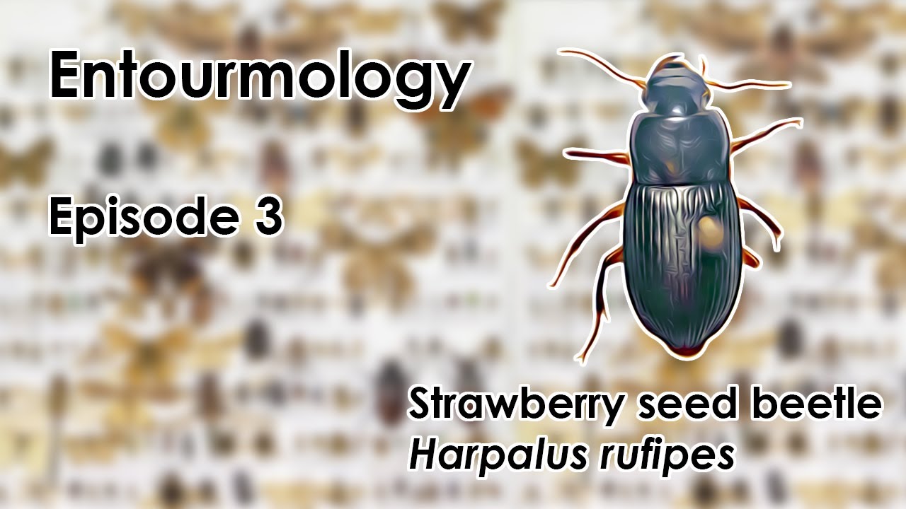 Entourmology: Episode 3 - Harpalus rufipes | Insect Collection Tour ...