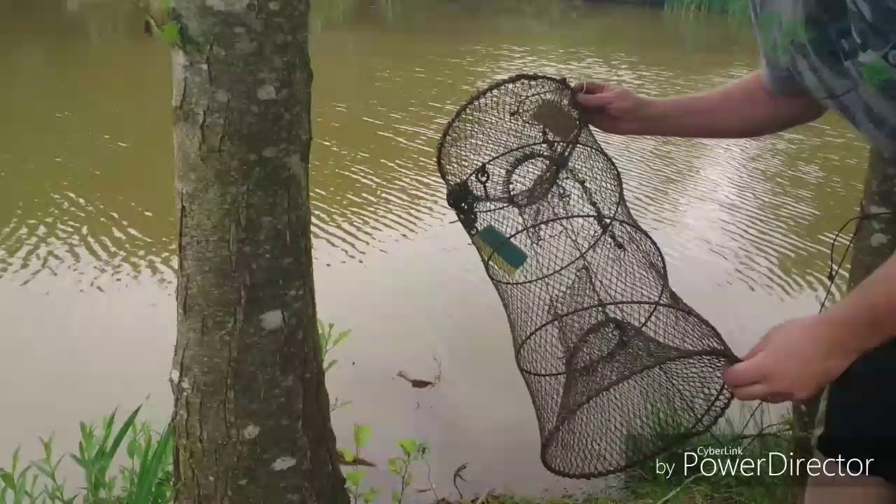 UKCA Trapping the American signal crayfish using salmon oil - YouTube
