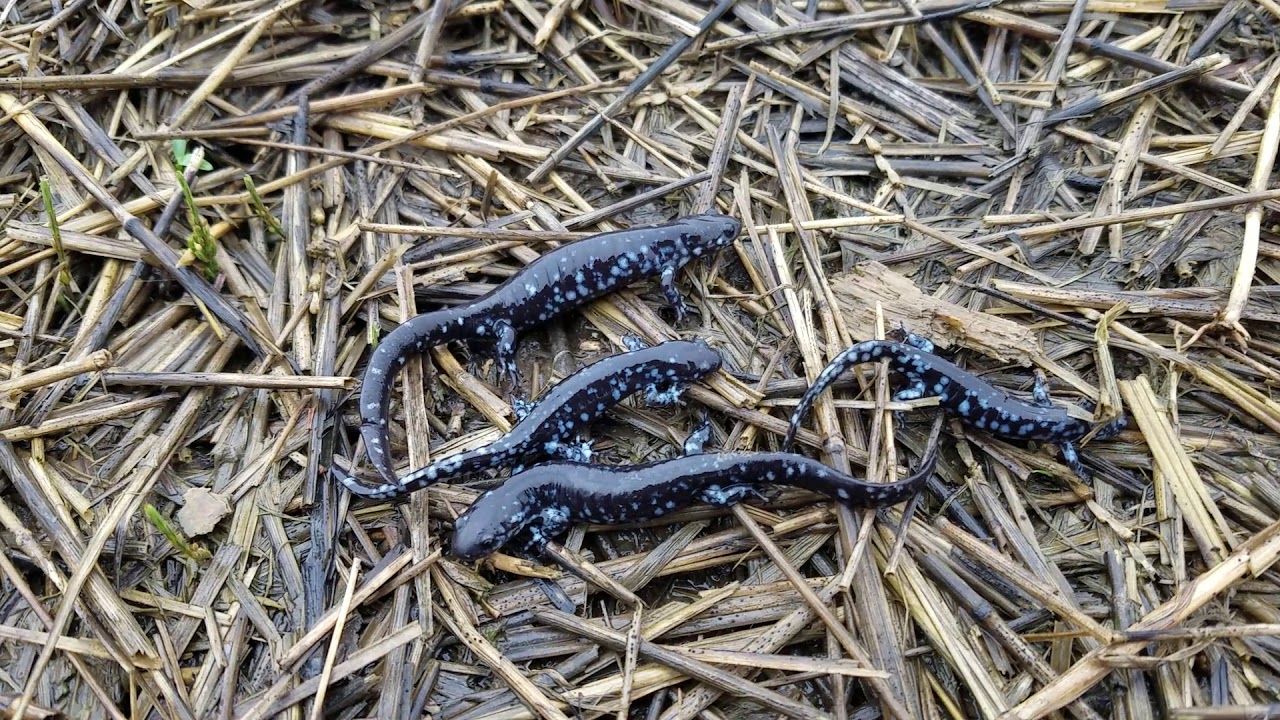 Herping Caledonia Wisconsin - Blue Spotted & Tiger Salamanders - YouTube