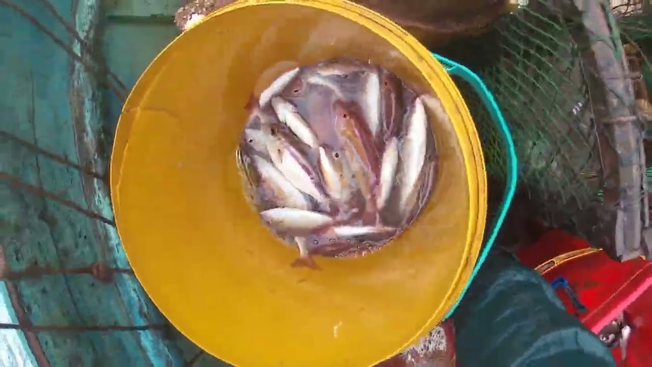 Matumal padin Ang Huli na Alimasag Sa Amihan | panggal | Masbate ...