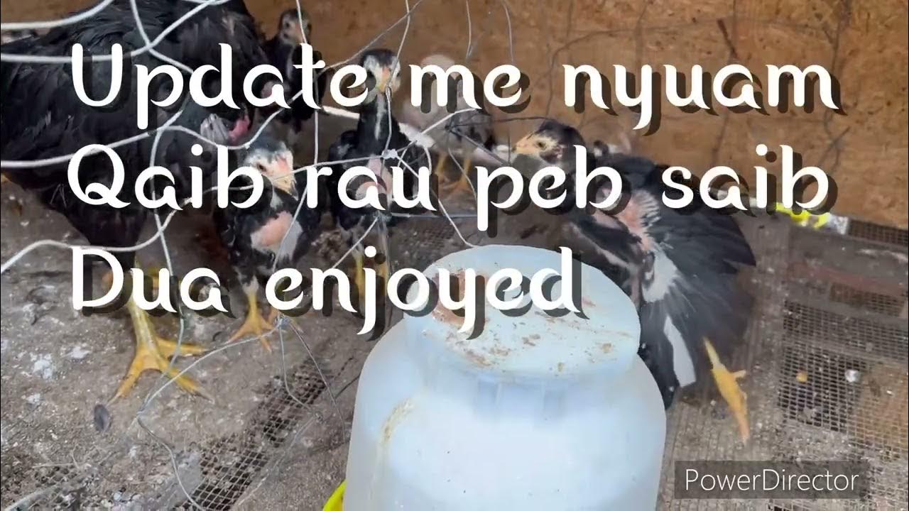 Hnub no Rov update me nyuam qaib dua - YouTube