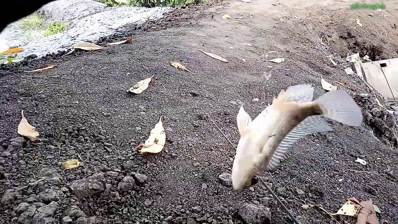 Mancing mujaer di empang menggunakan pancing rawe - YouTube