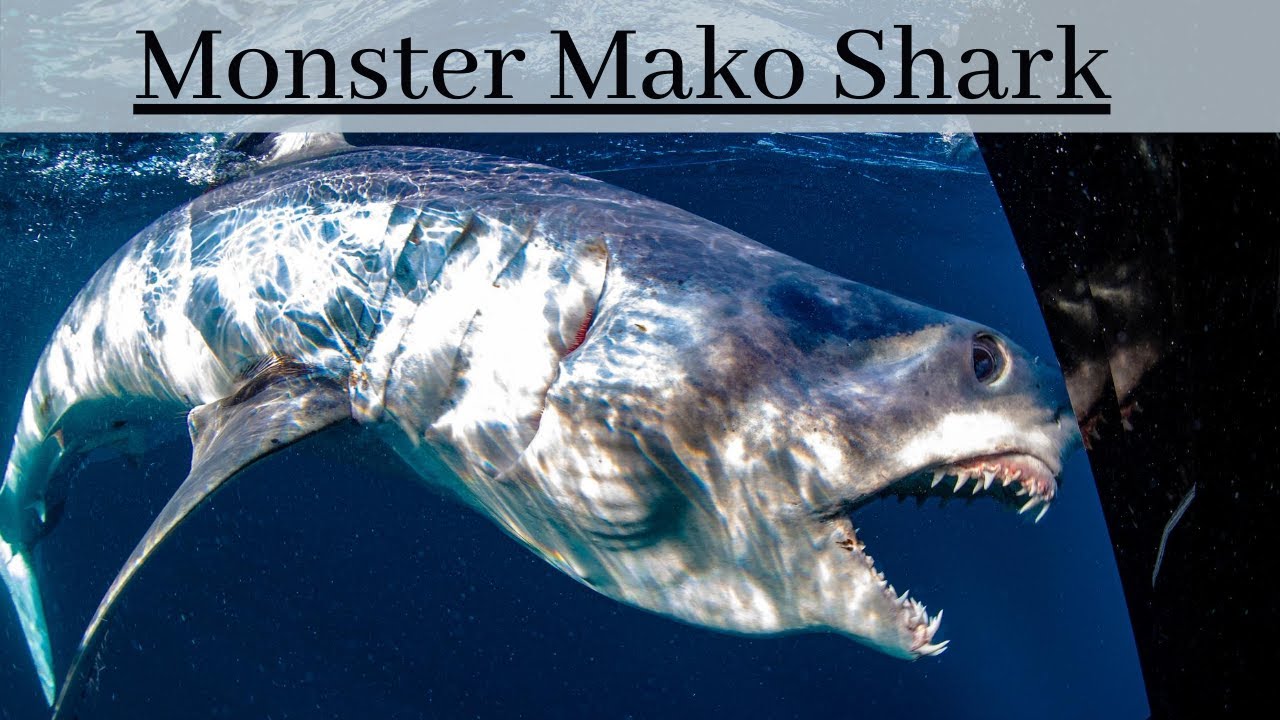 Monster Mako Shark Encounter - YouTube