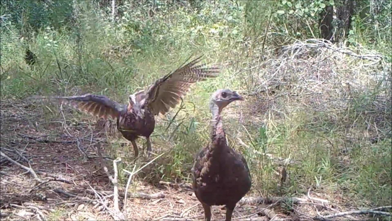 Turkeys Falling From The Sky - 9/18 - YouTube