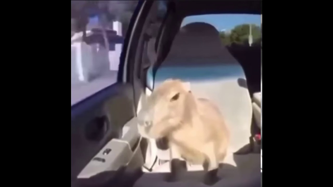 Capybara After Party - YouTube