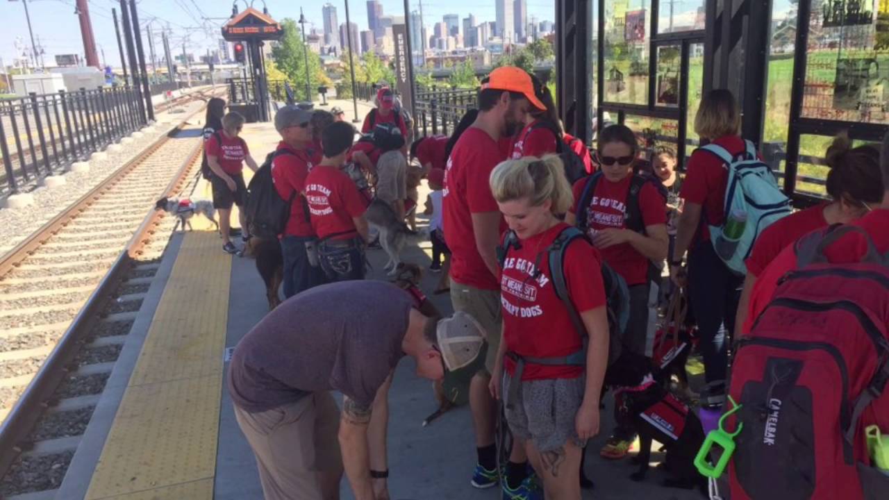 Go Team Therapy Dogs Day 1 Denver Colorado - YouTube