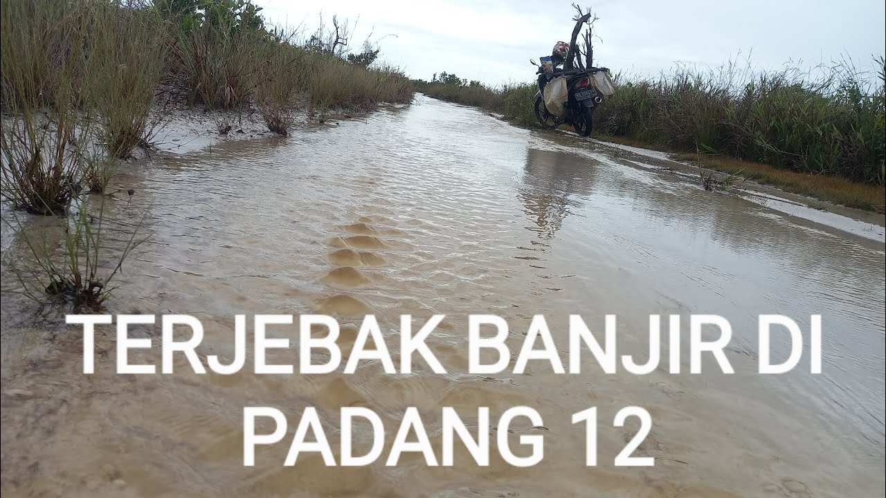 @Abajanibonsai #Terjebak banjir di padang 12#@bahanbonsaicucuratap#padang12 - YouTube