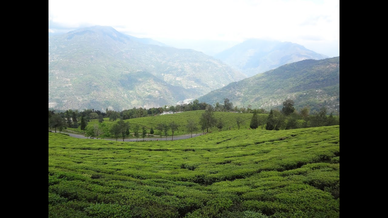 Temi Tea Estate Near Namchi in South Sikkim, India. - YouTube