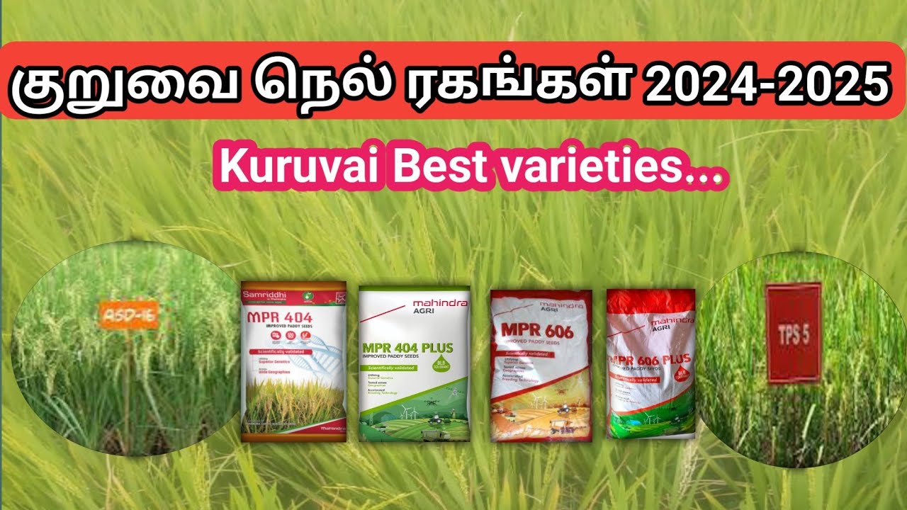 குறுவை நெல் ரகங்களும் அதன் சிறப்பு பண்புகளும் | Kuruvai Paddy varieties ...