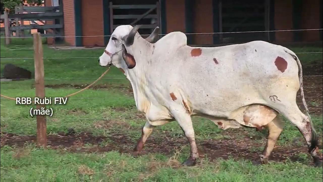 LOTE 34 RBB UNICA FIV KAL EL - YouTube