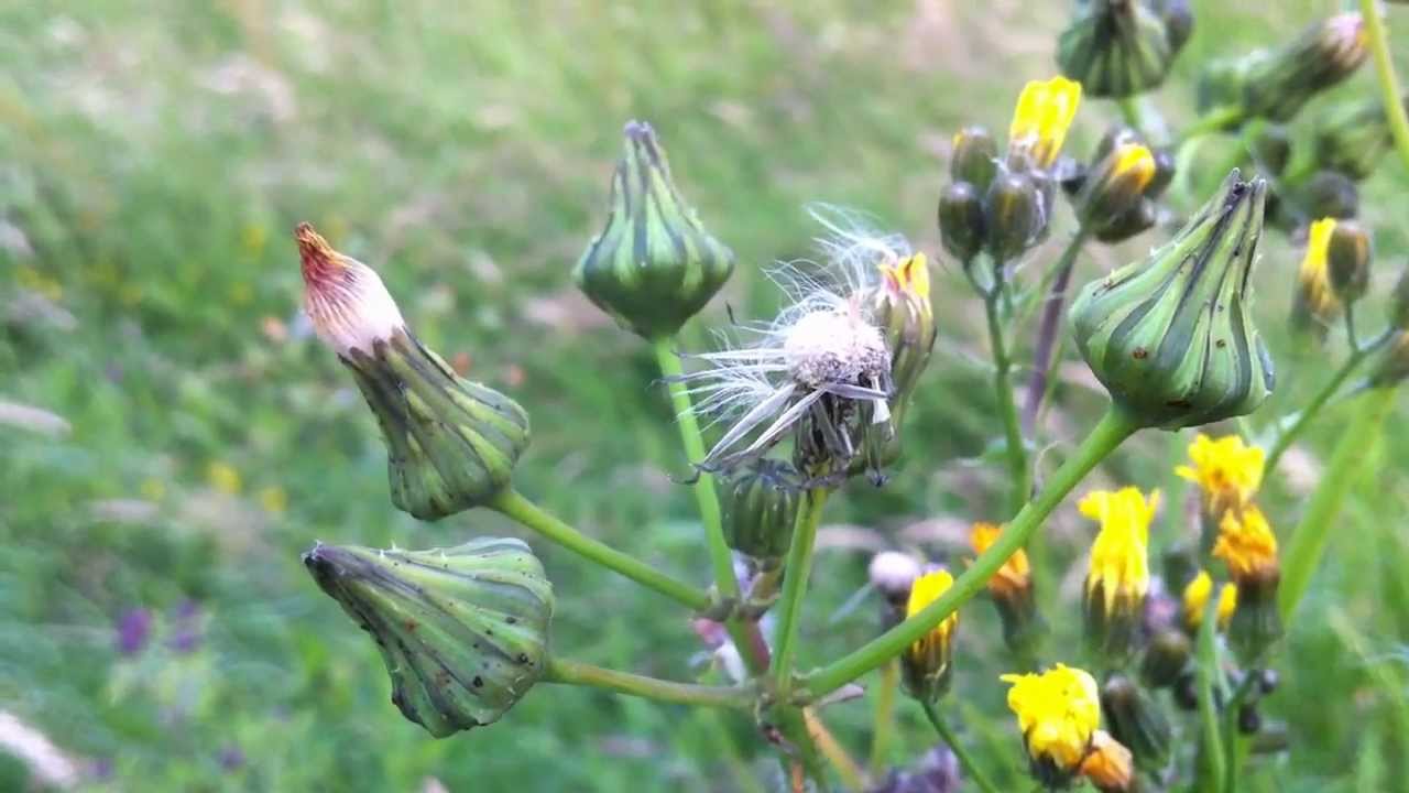 Common Sow Thistle (Sonchus Oleraceus) / Swinies - 2012-06-17 - YouTube