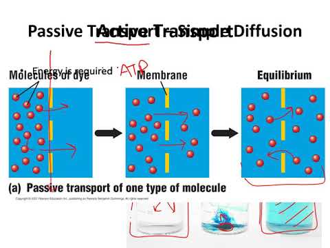 Lab 6 Cellular Transport - YouTube