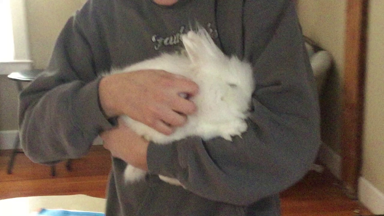 Bunny, The killer -Movie Episode 3 - YouTube